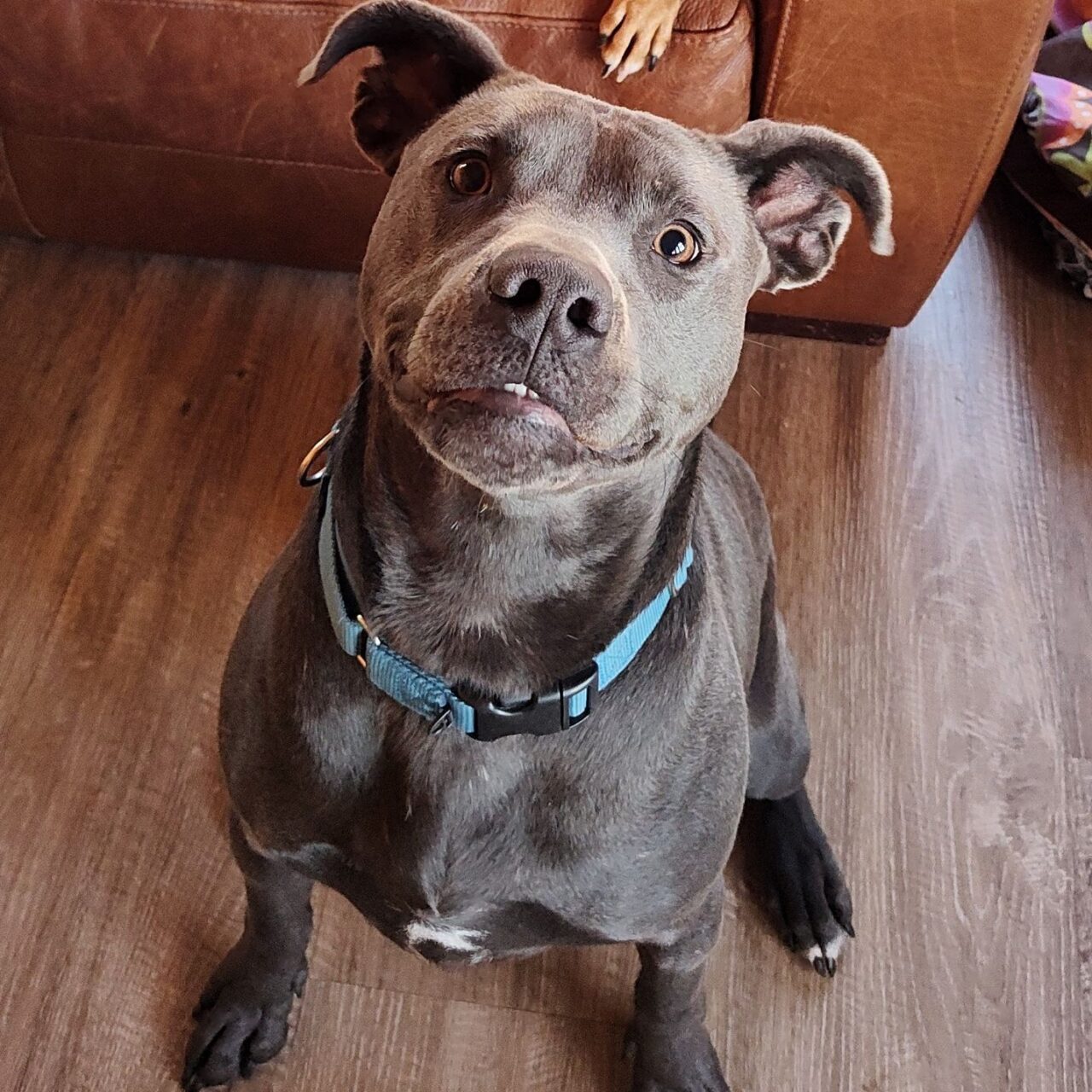 ADOPTABLE DOGS - Grammy Rose Dog Rescue & Sanctuary