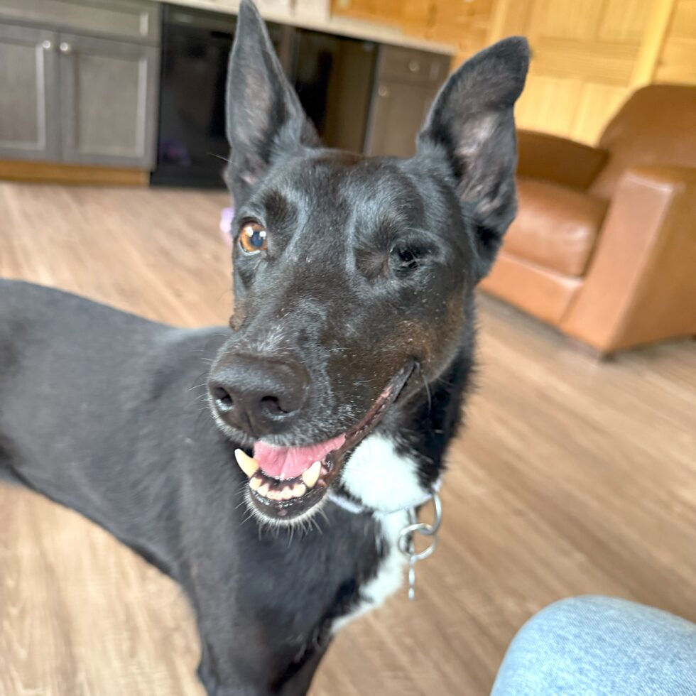 ADOPTABLE DOGS - Grammy Rose Dog Rescue & Sanctuary