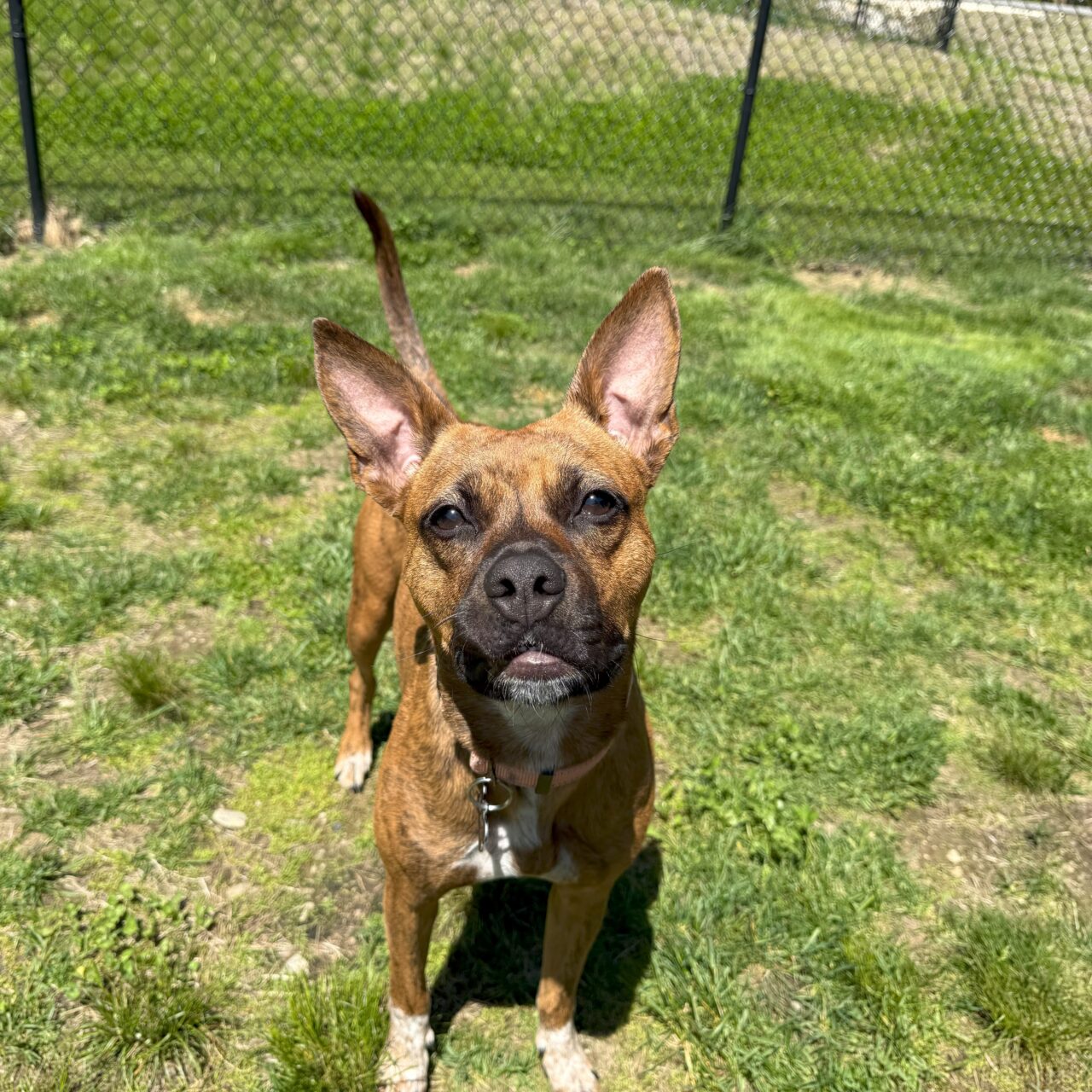 ADOPTABLE DOGS - Grammy Rose Dog Rescue & Sanctuary