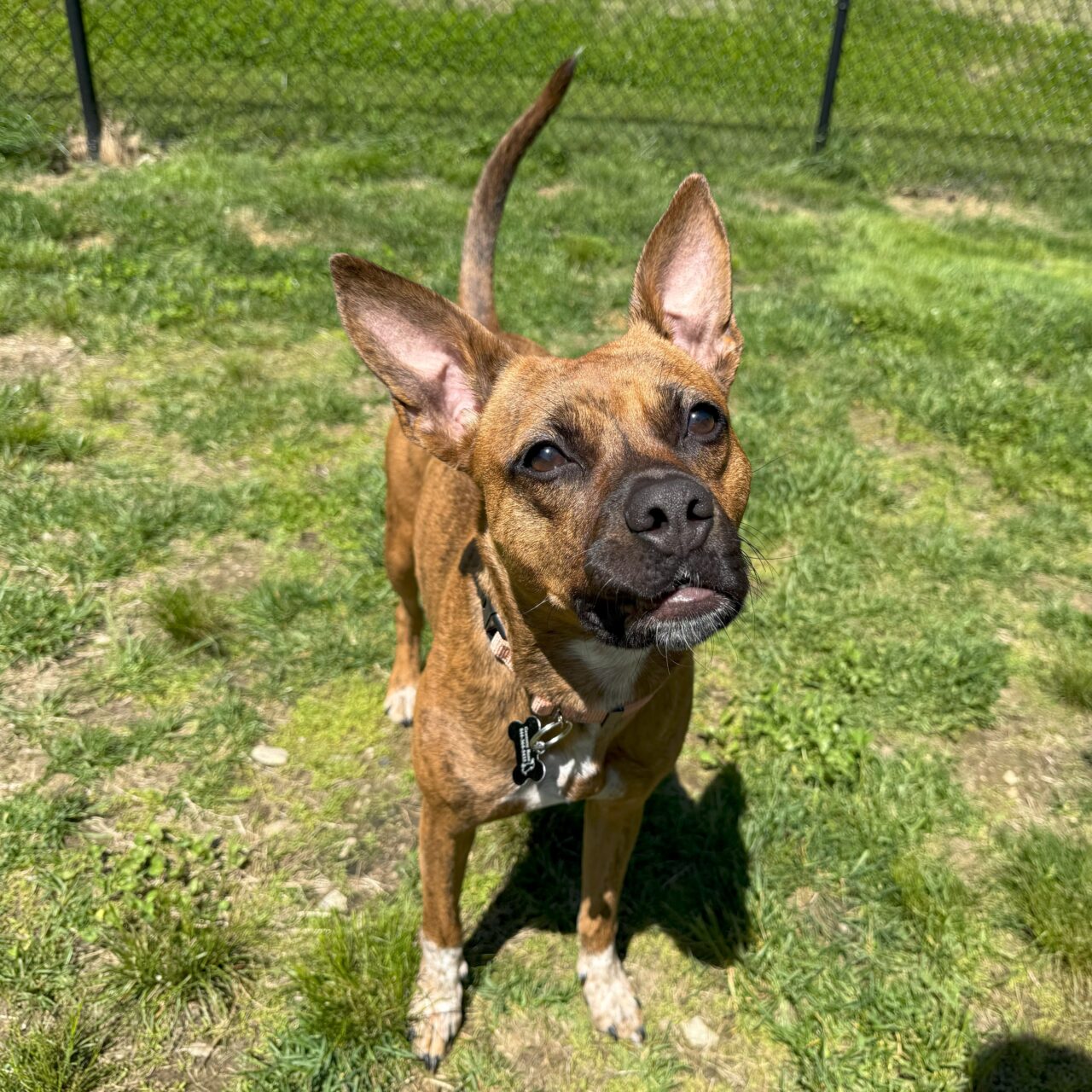 ADOPTABLE DOGS - Grammy Rose Dog Rescue & Sanctuary