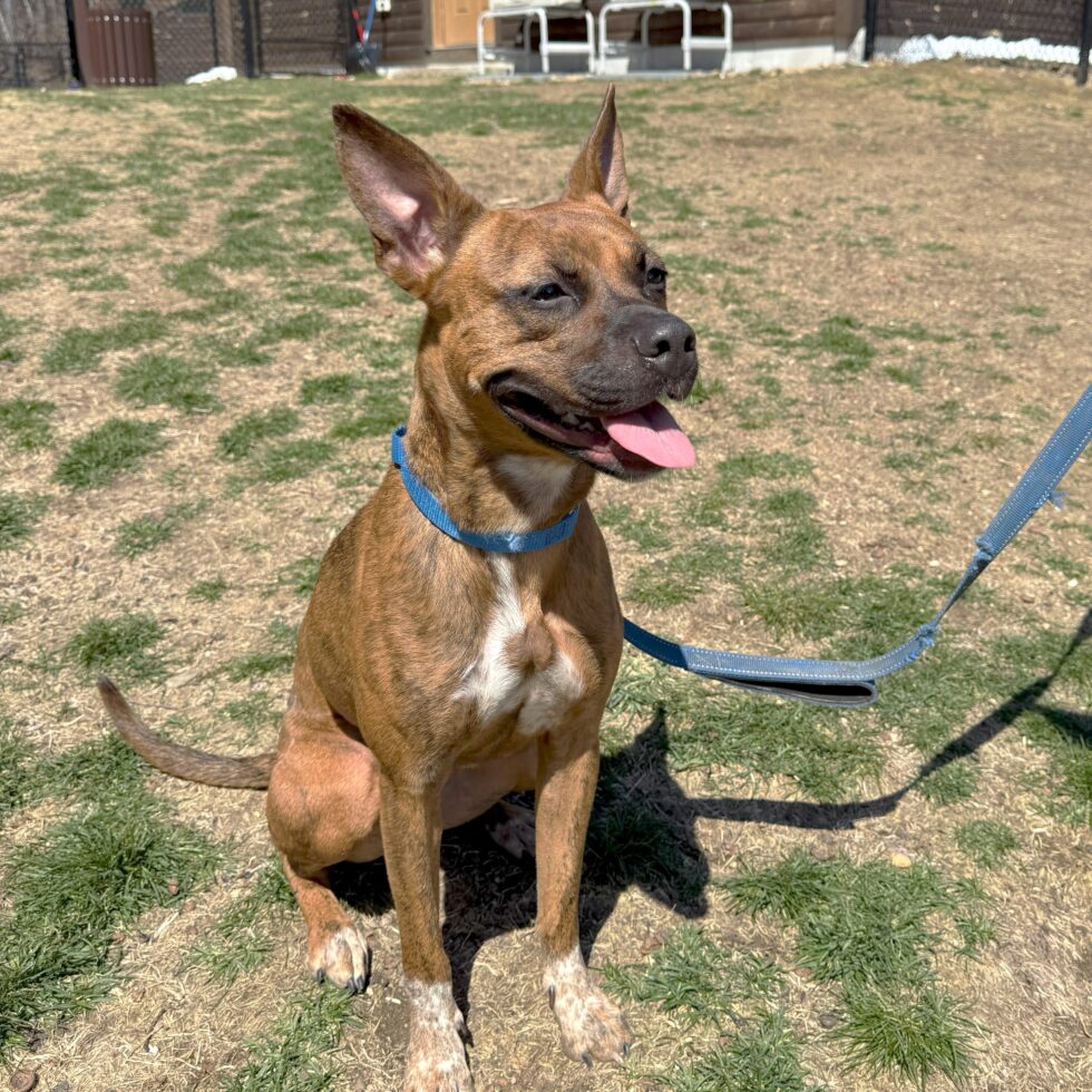 ADOPTABLE DOGS - Grammy Rose Dog Rescue & Sanctuary