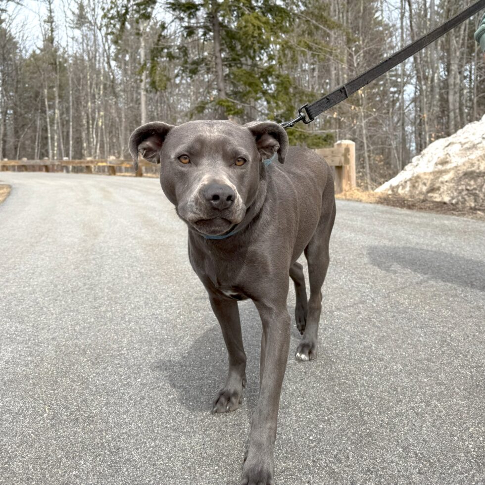 ADOPTABLE DOGS - Grammy Rose Dog Rescue & Sanctuary