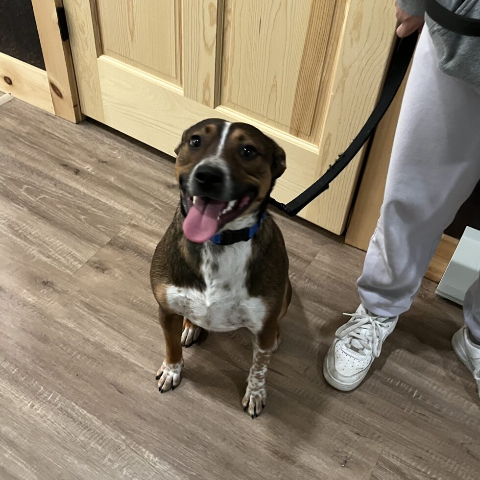 ADOPTABLE DOGS - Grammy Rose Dog Rescue & Sanctuary