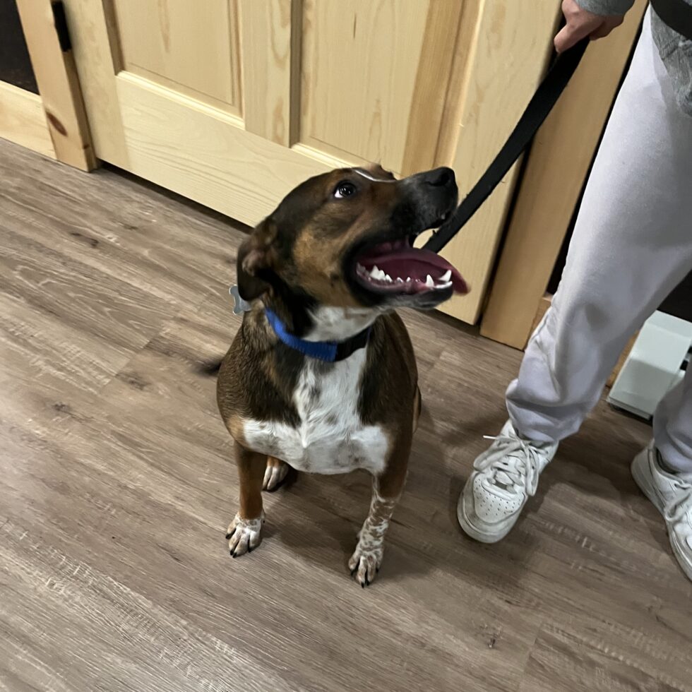 ADOPTABLE DOGS - Grammy Rose Dog Rescue & Sanctuary