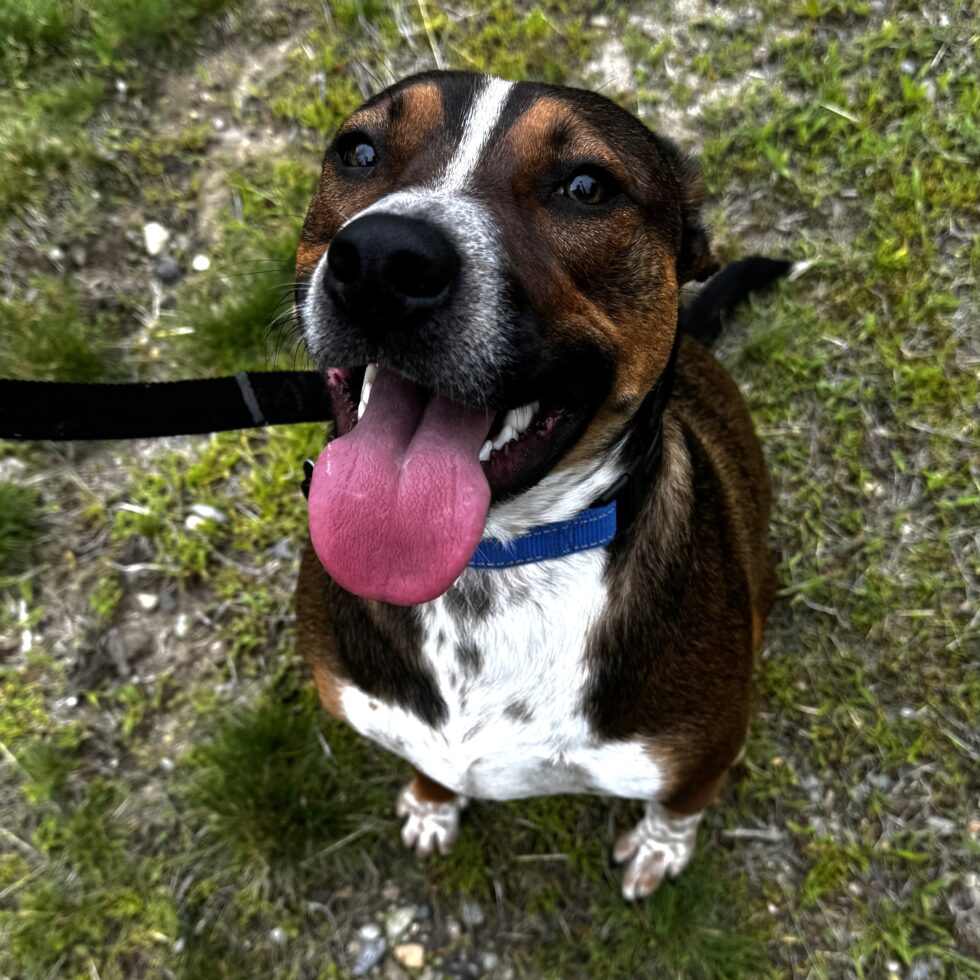 ADOPTABLE DOGS - Grammy Rose Dog Rescue & Sanctuary