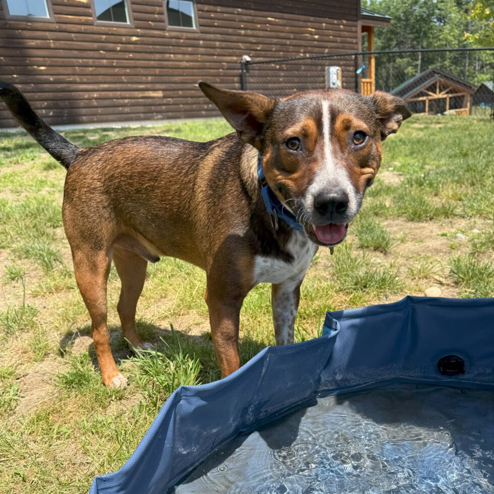 ADOPTABLE DOGS - Grammy Rose Dog Rescue & Sanctuary