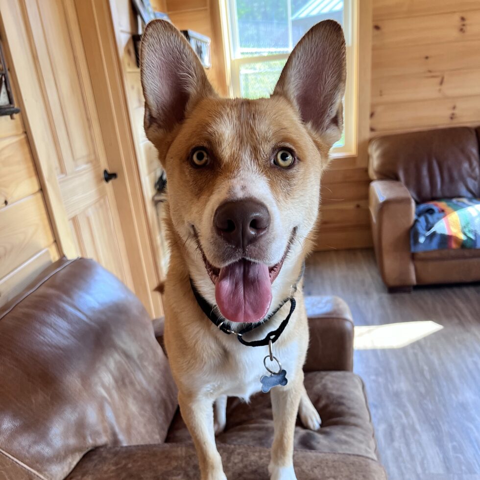 ADOPTABLE DOGS - Grammy Rose Dog Rescue & Sanctuary