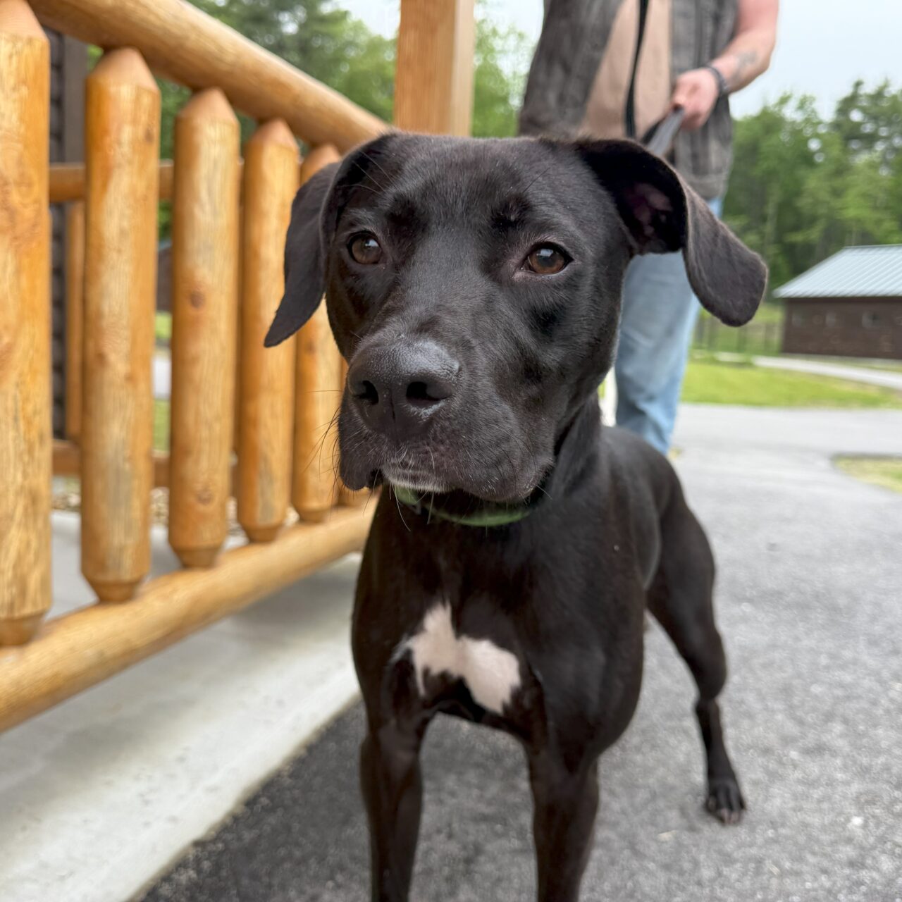 ADOPTABLE DOGS - Grammy Rose Dog Rescue & Sanctuary