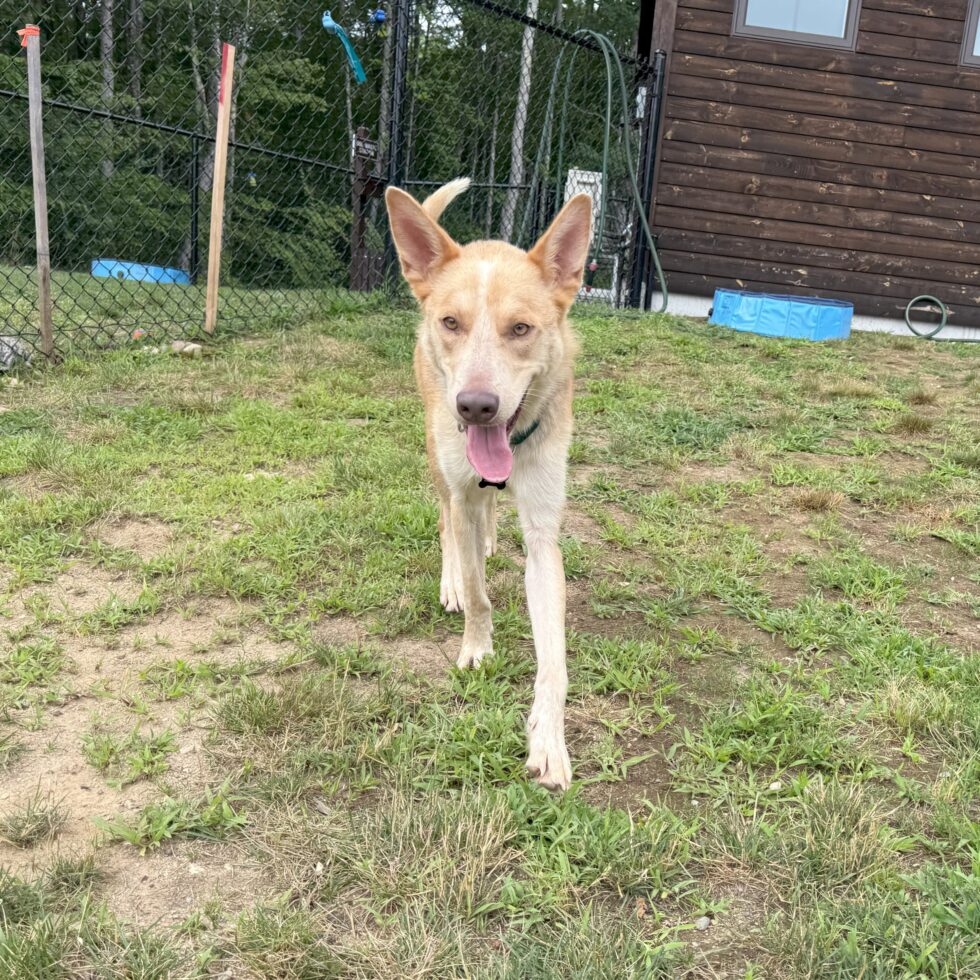 ADOPTABLE DOGS - Grammy Rose Dog Rescue & Sanctuary