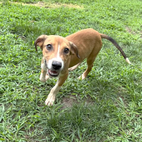 ADOPTABLE DOGS - Grammy Rose Dog Rescue & Sanctuary