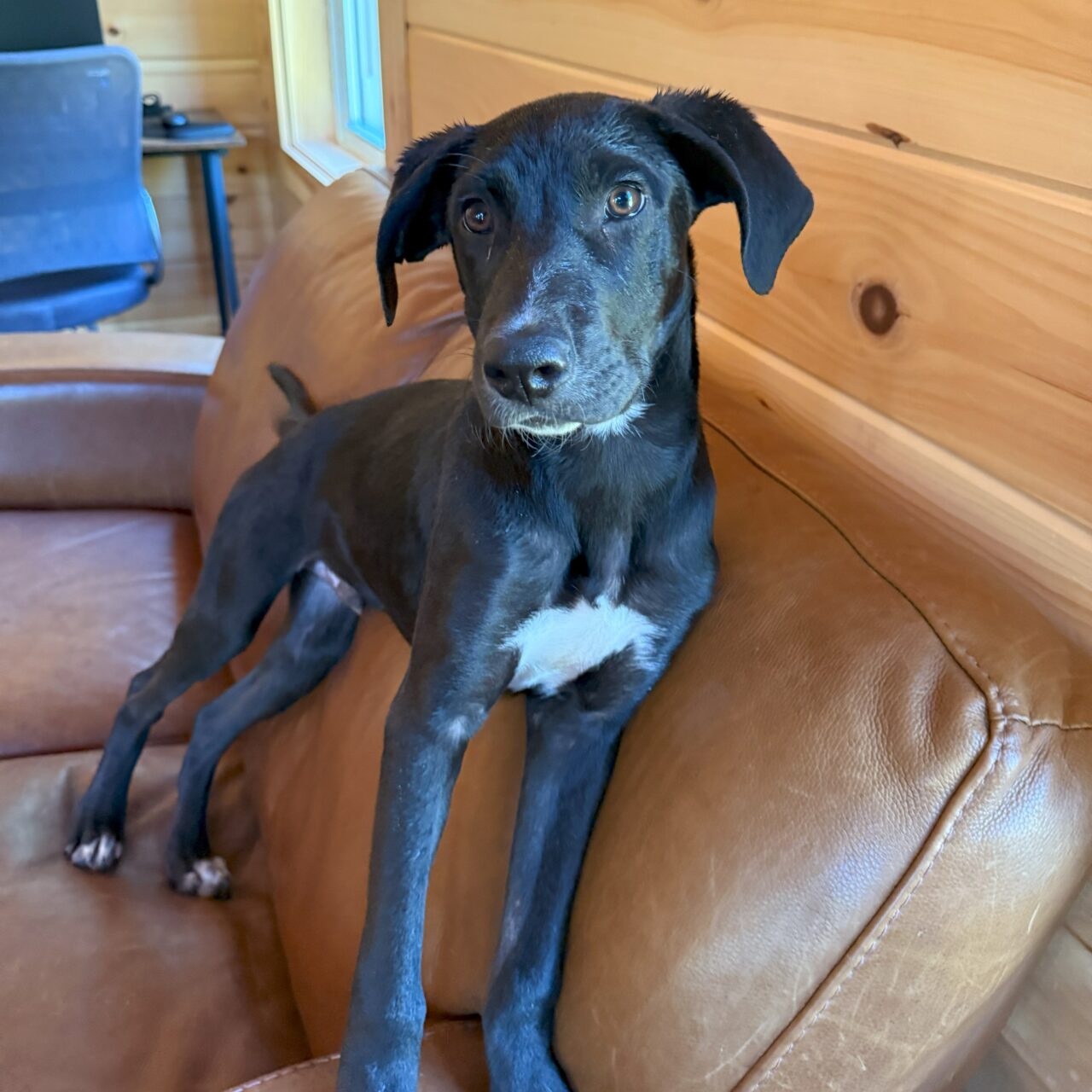 ADOPTABLE DOGS - Grammy Rose Dog Rescue & Sanctuary