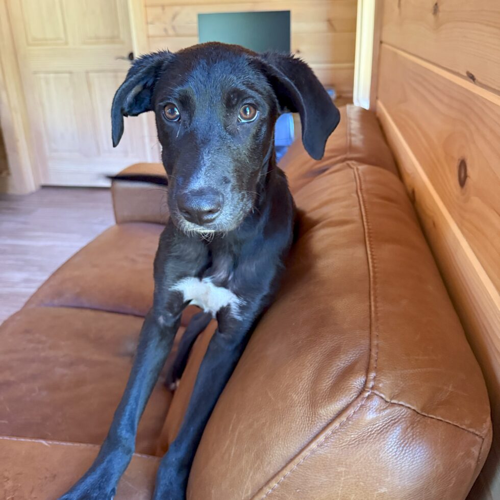 ADOPTABLE DOGS - Grammy Rose Dog Rescue & Sanctuary