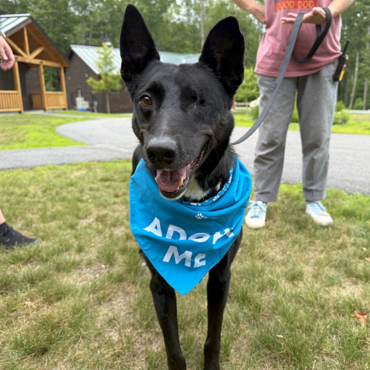 ADOPTABLE DOGS - Grammy Rose Dog Rescue & Sanctuary