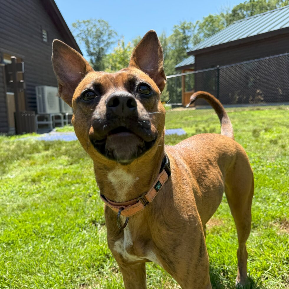 ADOPTABLE DOGS - Grammy Rose Dog Rescue & Sanctuary