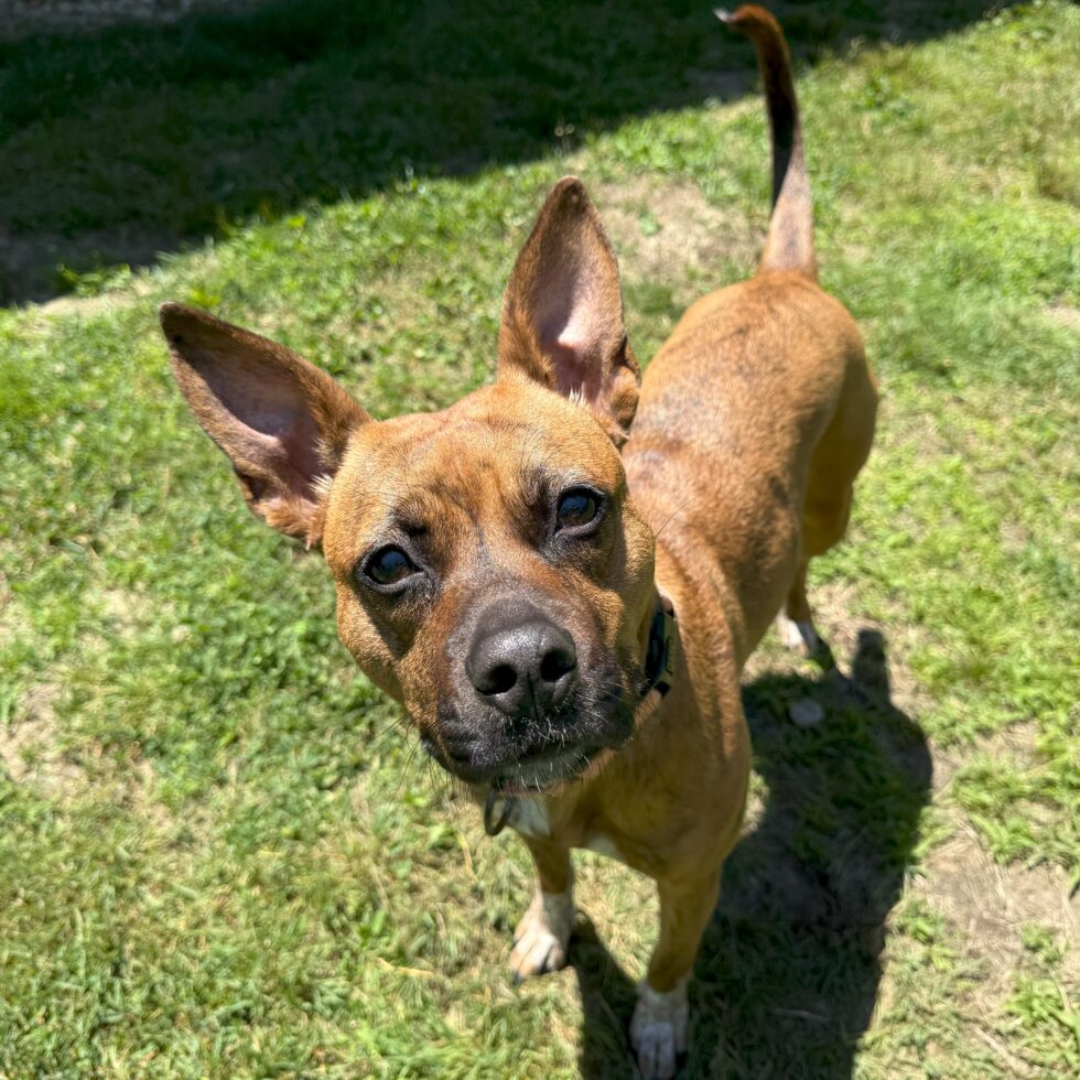 ADOPTABLE DOGS - Grammy Rose Dog Rescue & Sanctuary