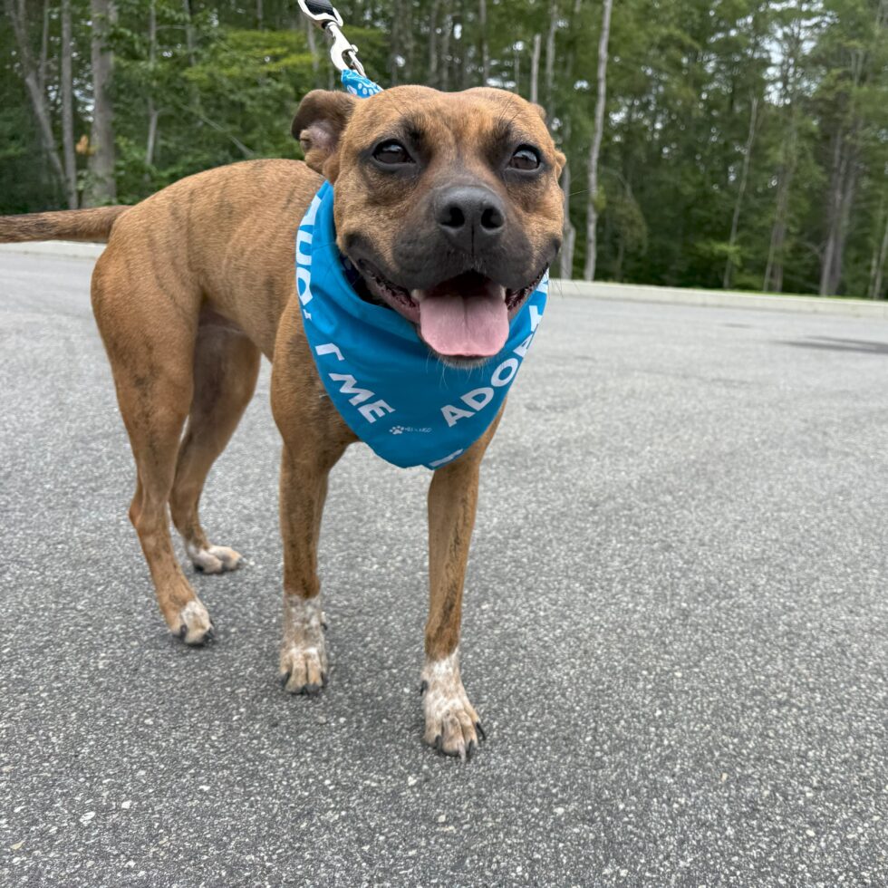 ADOPTABLE DOGS - Grammy Rose Dog Rescue & Sanctuary