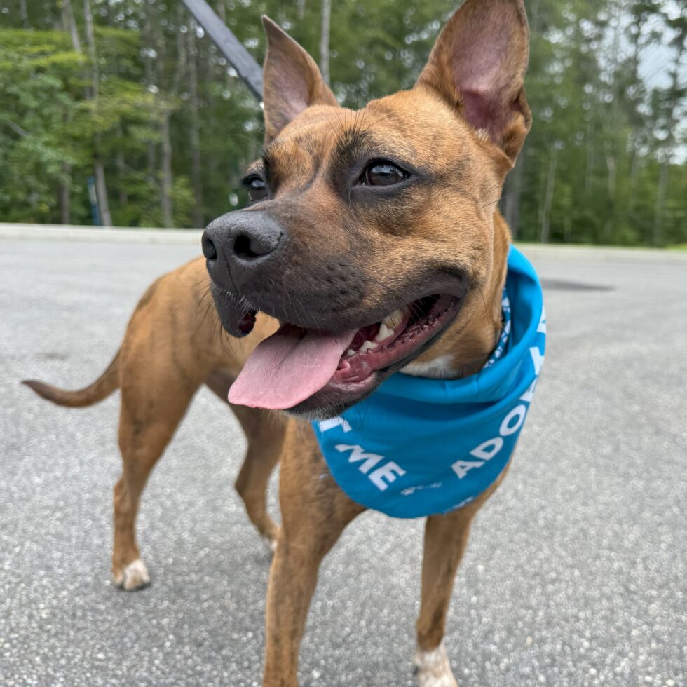 ADOPTABLE DOGS - Grammy Rose Dog Rescue & Sanctuary