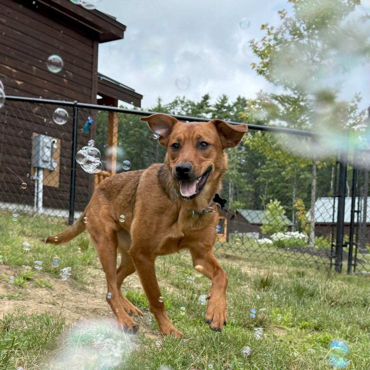 ADOPTABLE DOGS - Grammy Rose Dog Rescue & Sanctuary