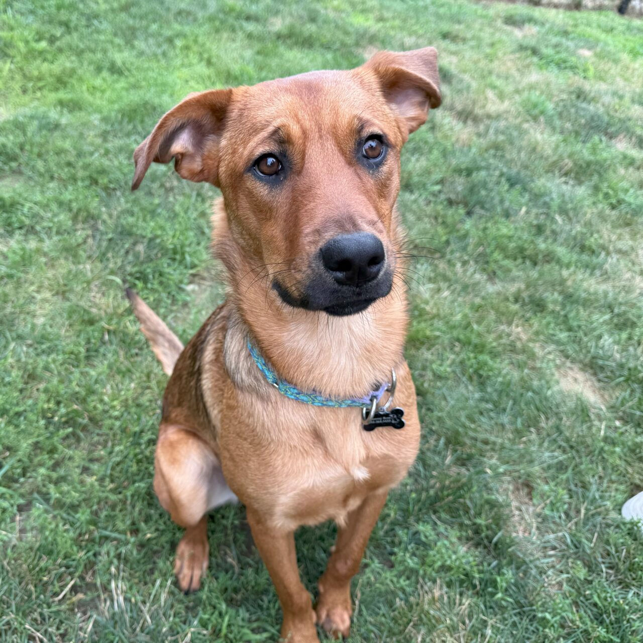 ADOPTABLE DOGS - Grammy Rose Dog Rescue & Sanctuary