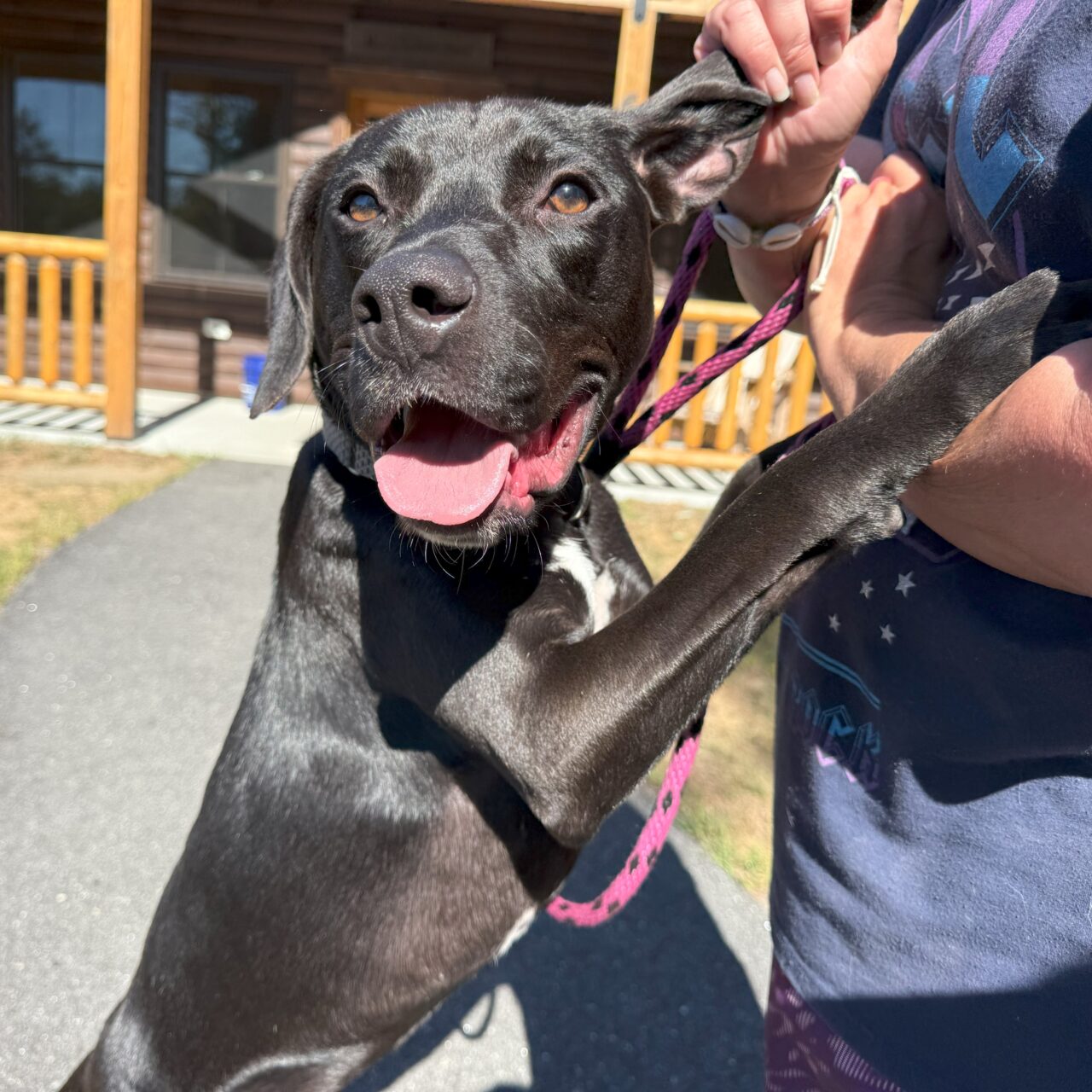 ADOPTABLE DOGS - Grammy Rose Dog Rescue & Sanctuary