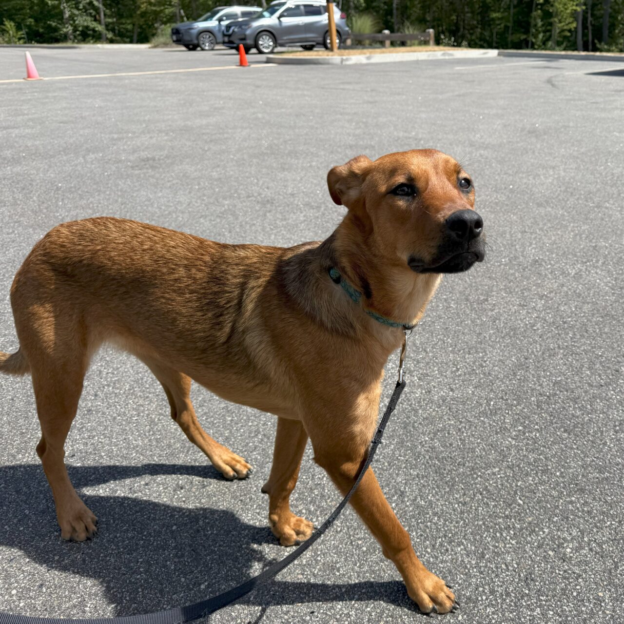 ADOPTABLE DOGS - Grammy Rose Dog Rescue & Sanctuary