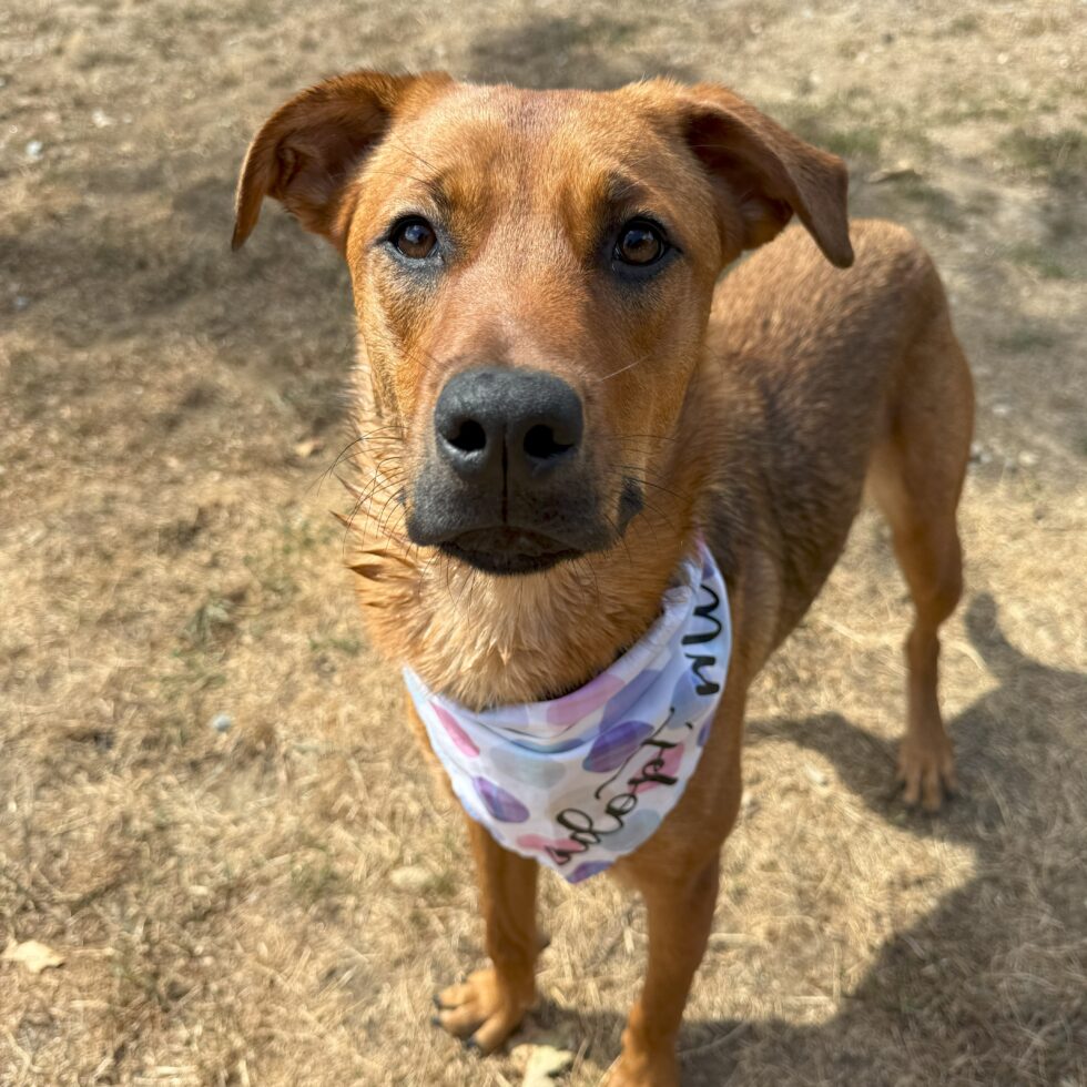 ADOPTABLE DOGS - Grammy Rose Dog Rescue & Sanctuary