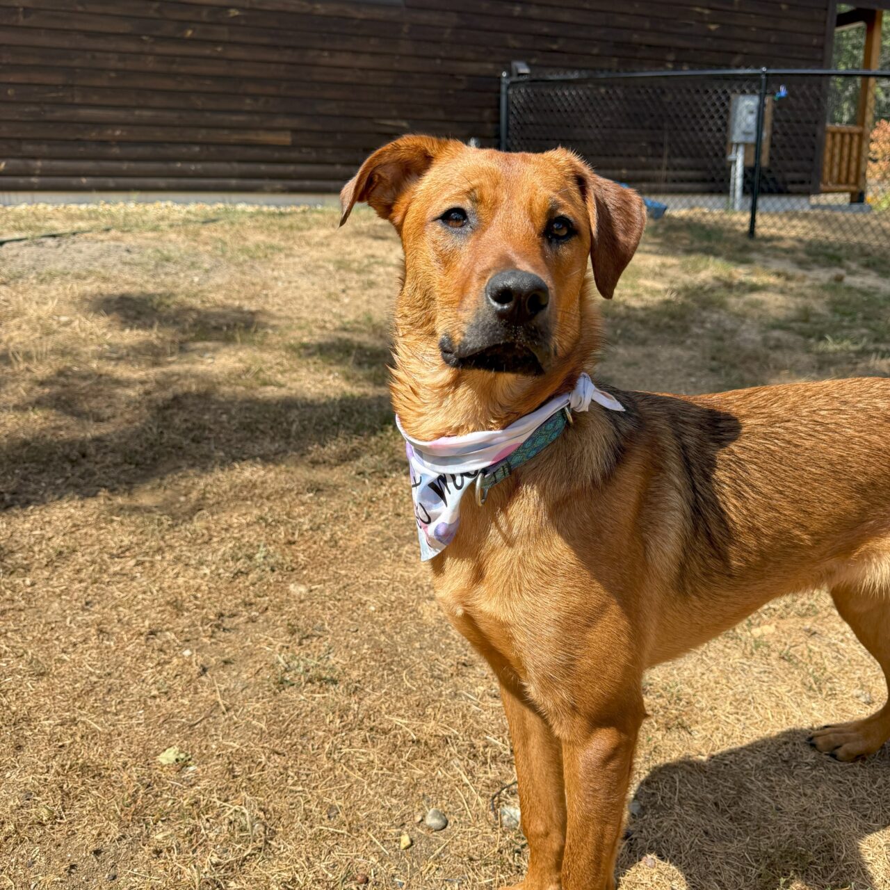 ADOPTABLE DOGS - Grammy Rose Dog Rescue & Sanctuary