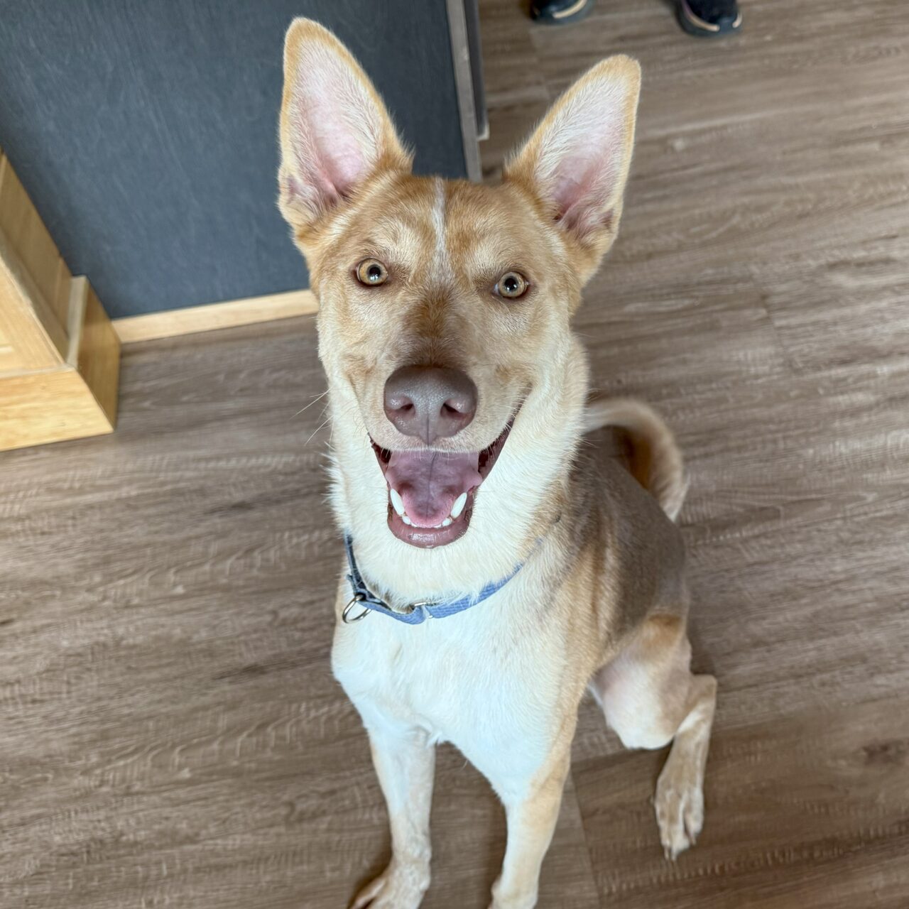 ADOPTABLE DOGS - Grammy Rose Dog Rescue & Sanctuary