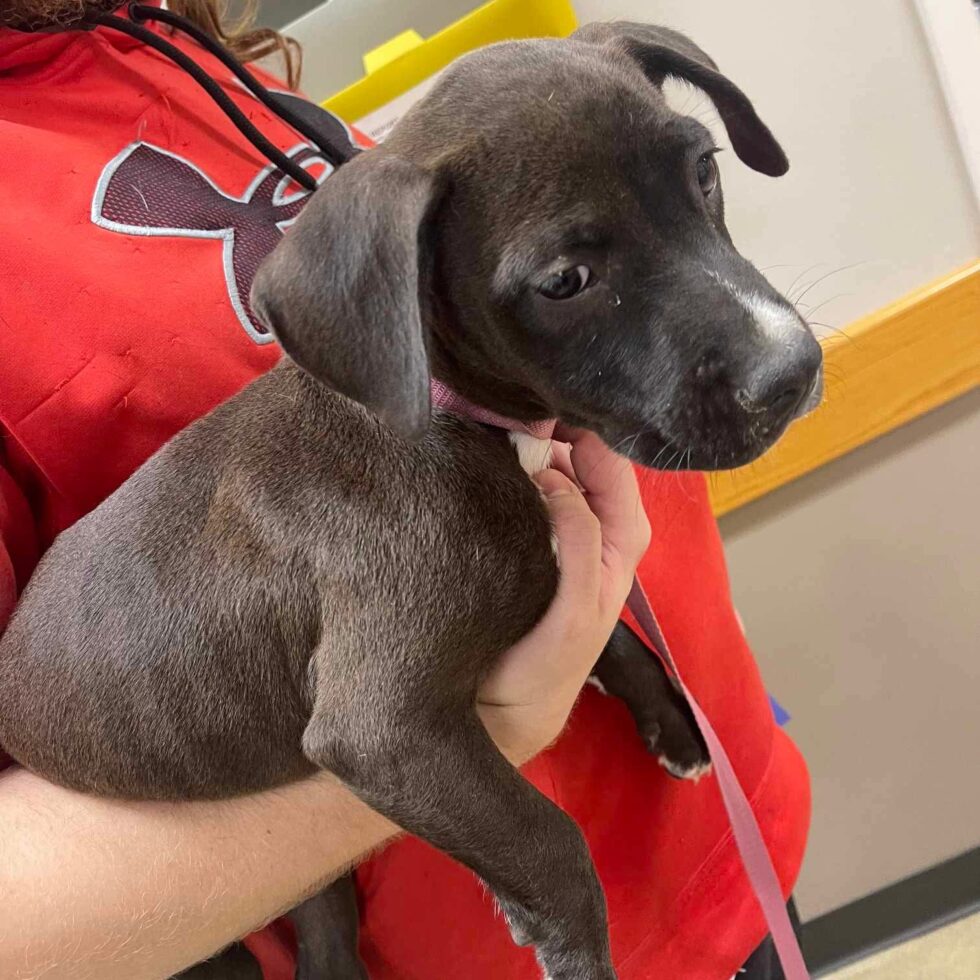 ADOPTABLE DOGS - Grammy Rose Dog Rescue & Sanctuary