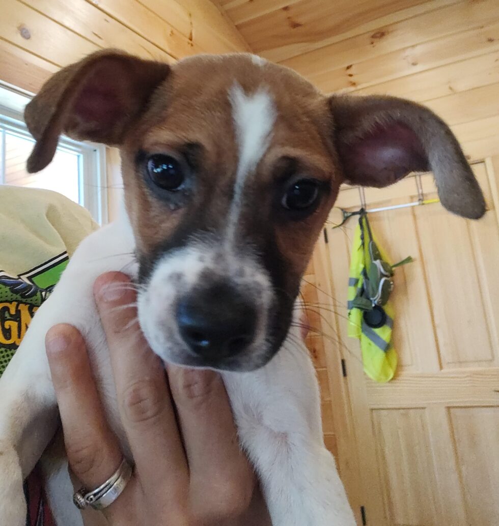 ADOPTABLE DOGS - Grammy Rose Dog Rescue & Sanctuary