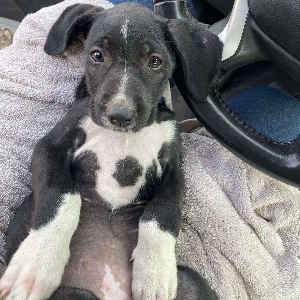 ADOPTABLE DOGS - Grammy Rose Dog Rescue & Sanctuary