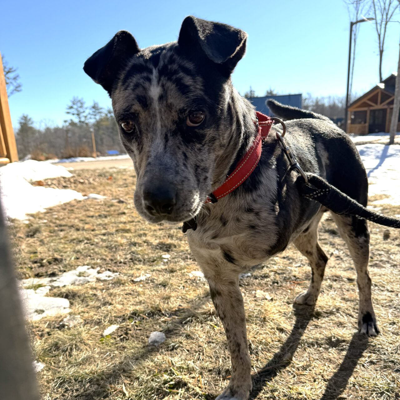 ADOPTABLE DOGS - Grammy Rose Dog Rescue & Sanctuary