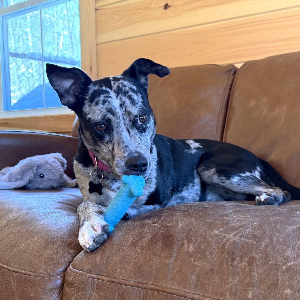 ADOPTABLE DOGS - Grammy Rose Dog Rescue & Sanctuary