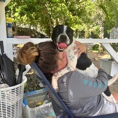 COMING SOON TO GRAMMY ROSE - Grammy Rose Dog Rescue & Sanctuary